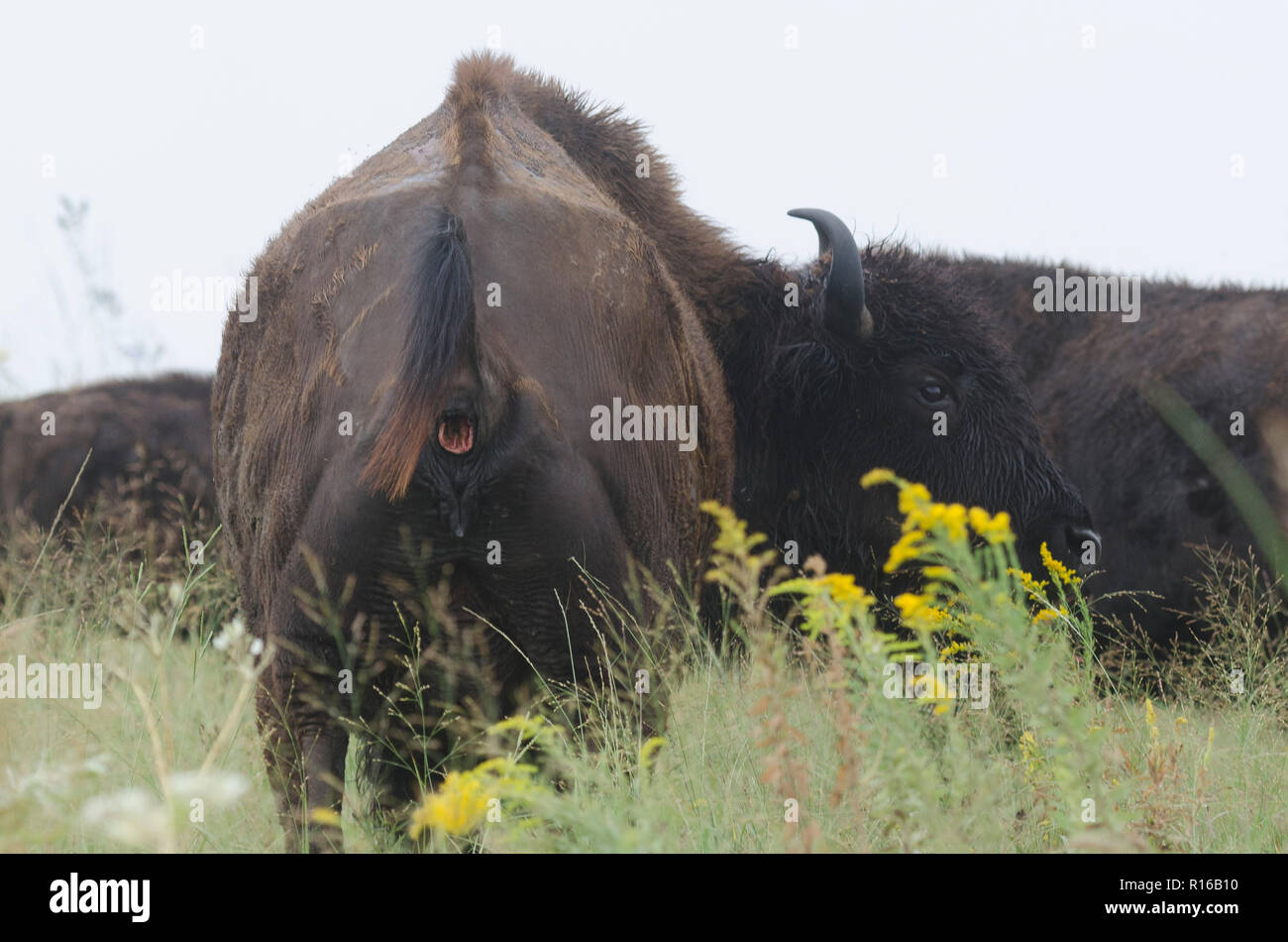 American bison, Bison bison, defecating in the rain on an Oklahoma ...