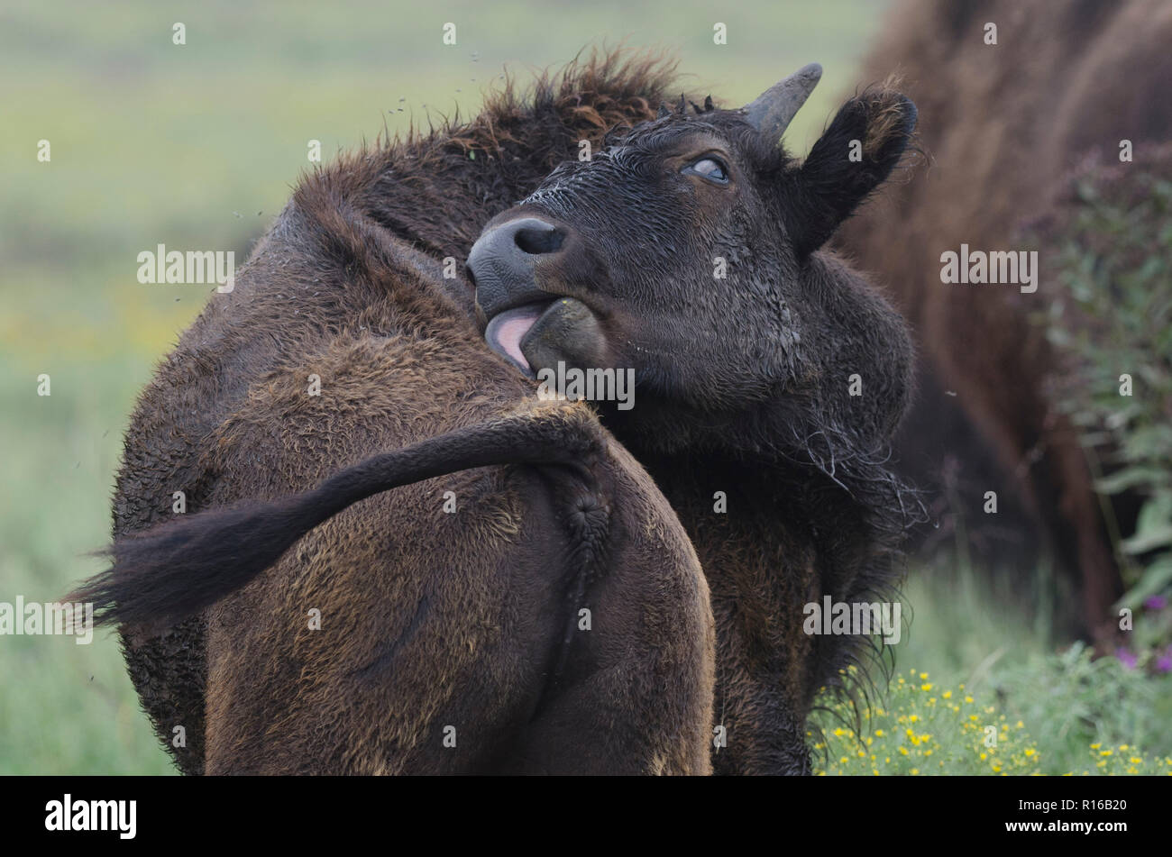 American bison, Bison bison, scratching an itch in the rain on an ...