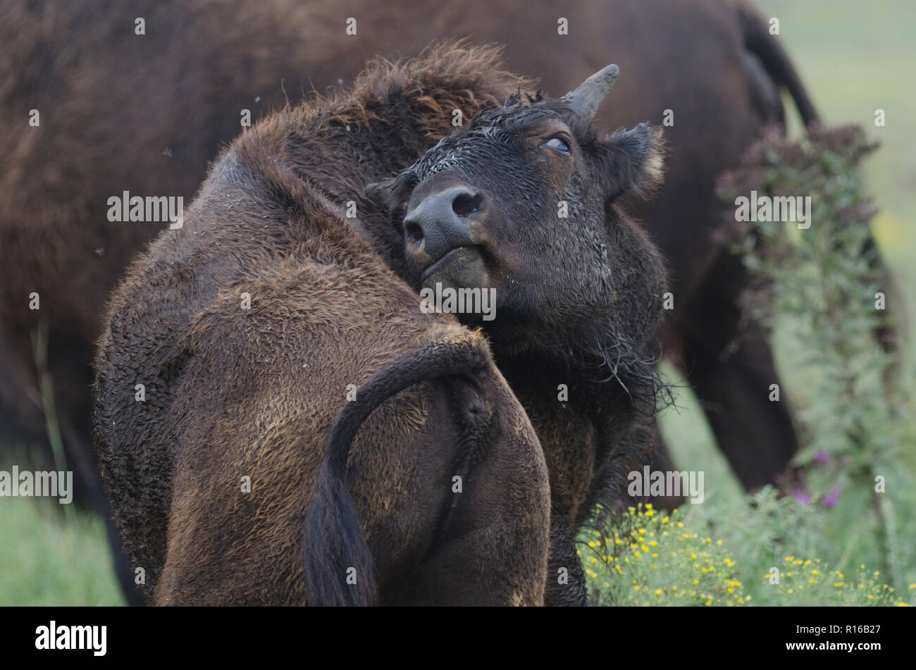 American bison, Bison bison, scratching an itch in the rain on an ...