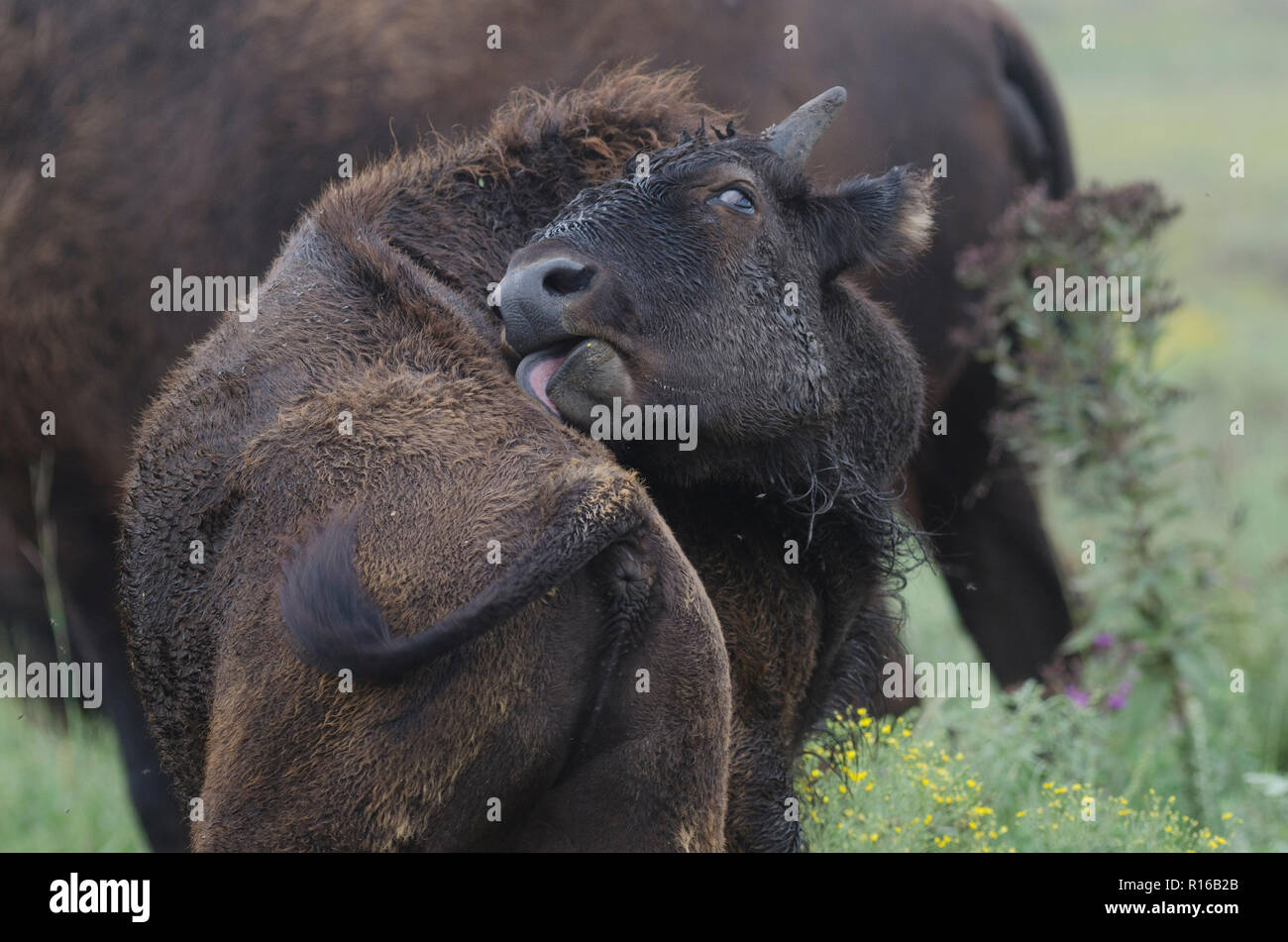 American bison, Bison bison, scratching an itch in the rain on an ...