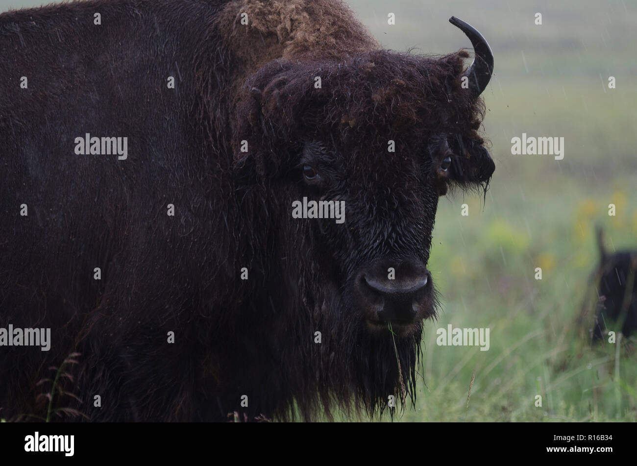 American bison, Bison bison, shaggy bull in the rain on an Oklahoma ...