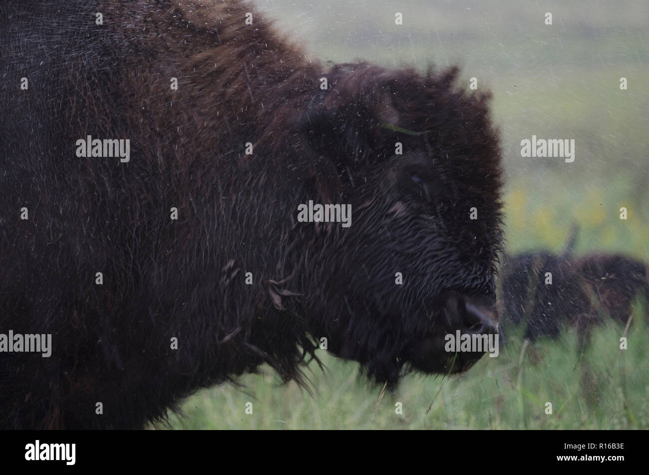 American bison, Bison bison, shaggy bull shaking off water in the rain ...