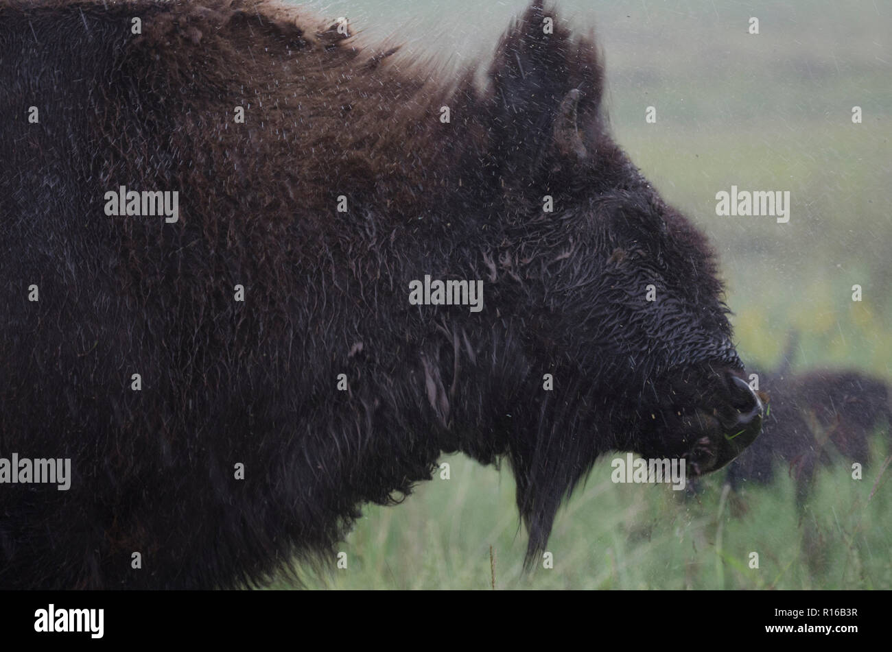Shaggy bison hi-res stock photography and images - Alamy