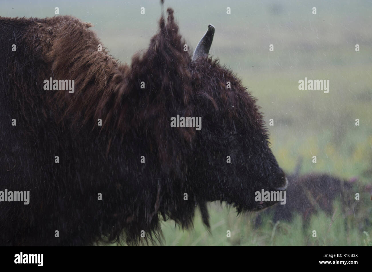 Shaggy bison hi-res stock photography and images - Alamy