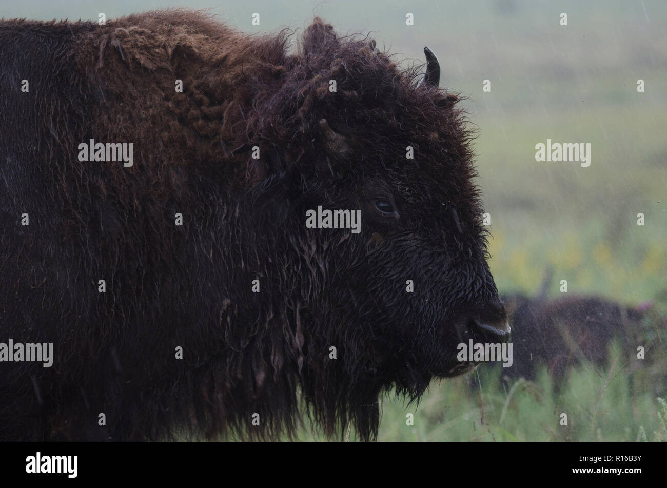 American bison, Bison bison, shaggy bull shaking off water in the rain ...