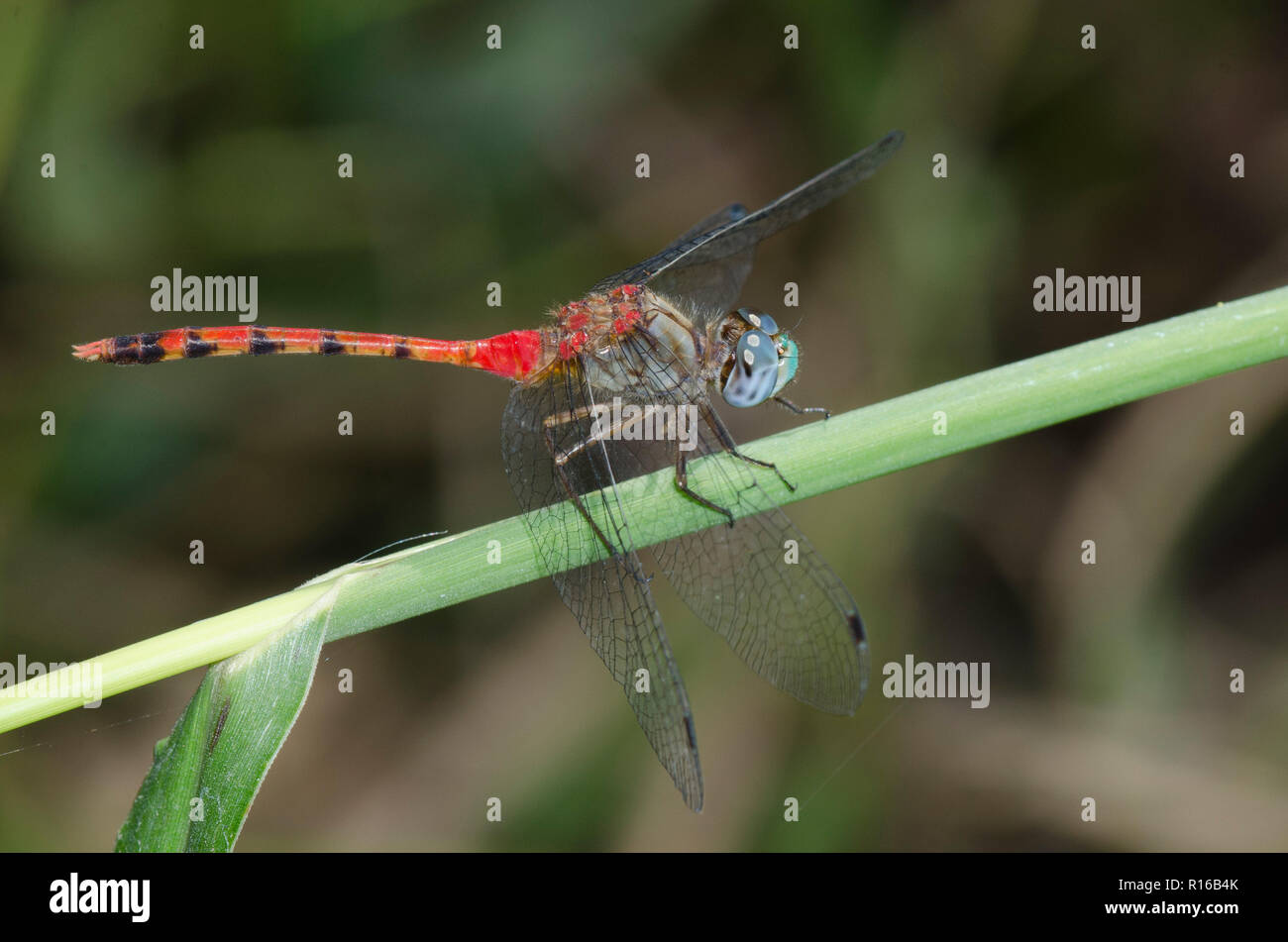 Sympetrum ambiguum hi-res stock photography and images - Alamy