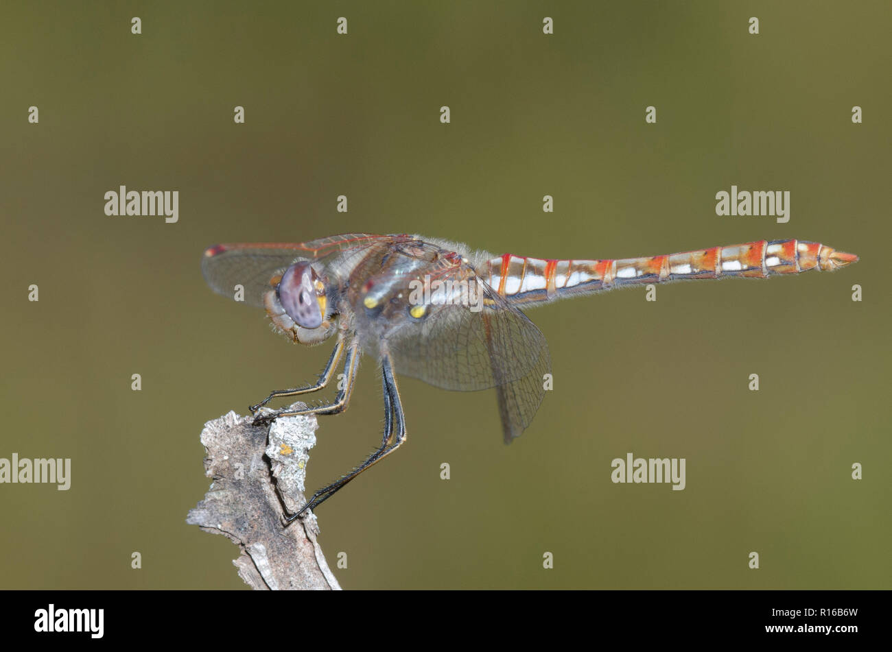 Variegated Meadowhawk, Sympetrum corruptum, male Stock Photo - Alamy
