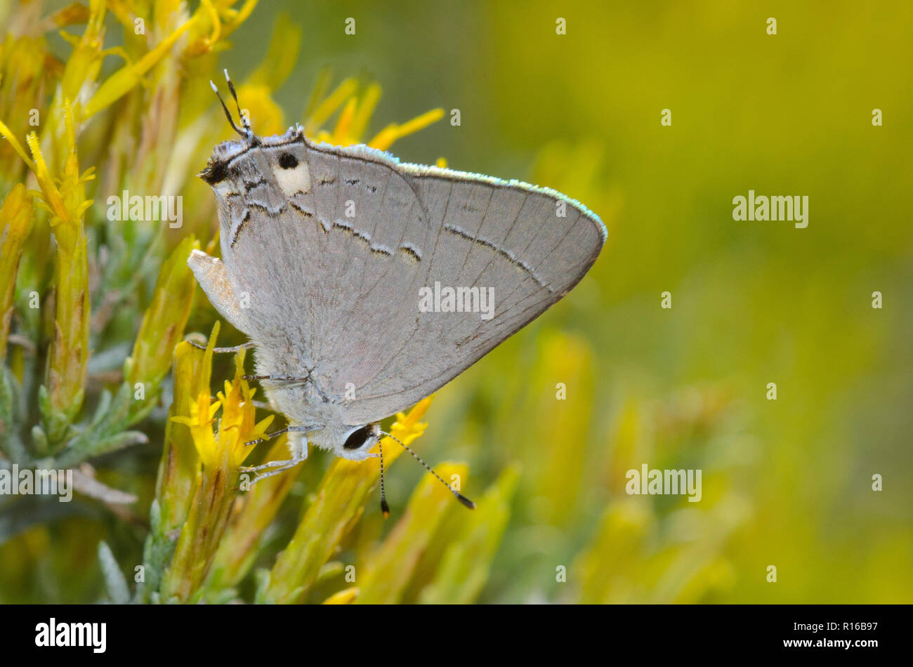 Gray Hairstreak, Strymon melinus, aberrant color form on rubber ...