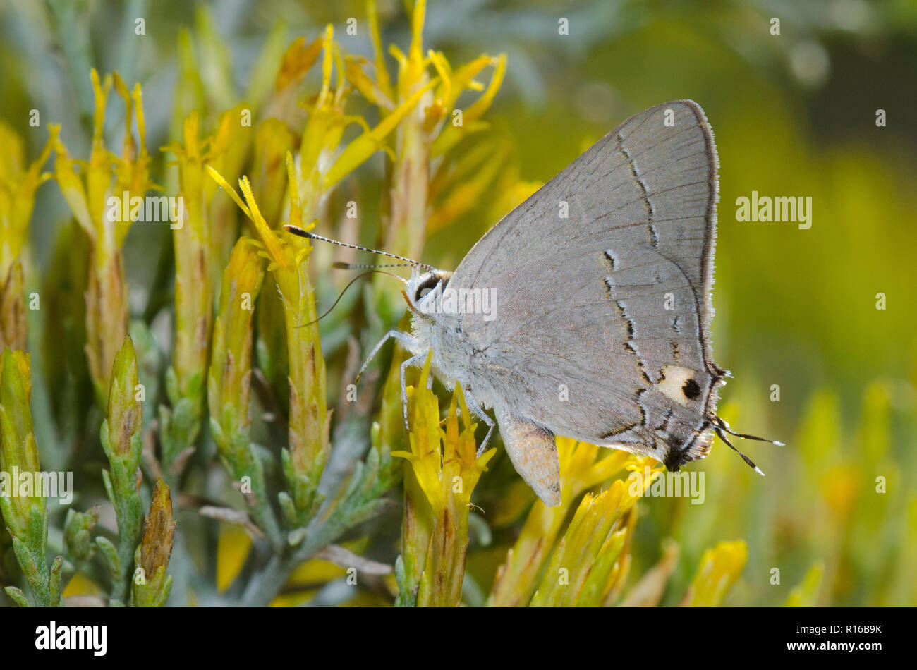 Gray Hairstreak, Strymon melinus, aberrant color form on rubber ...