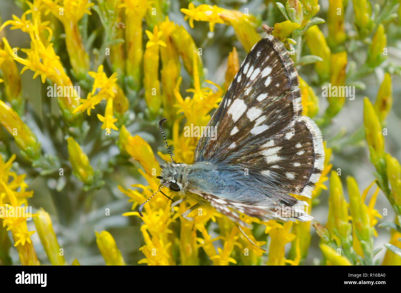 Female checkered skipper hi-res stock photography and images - Alamy