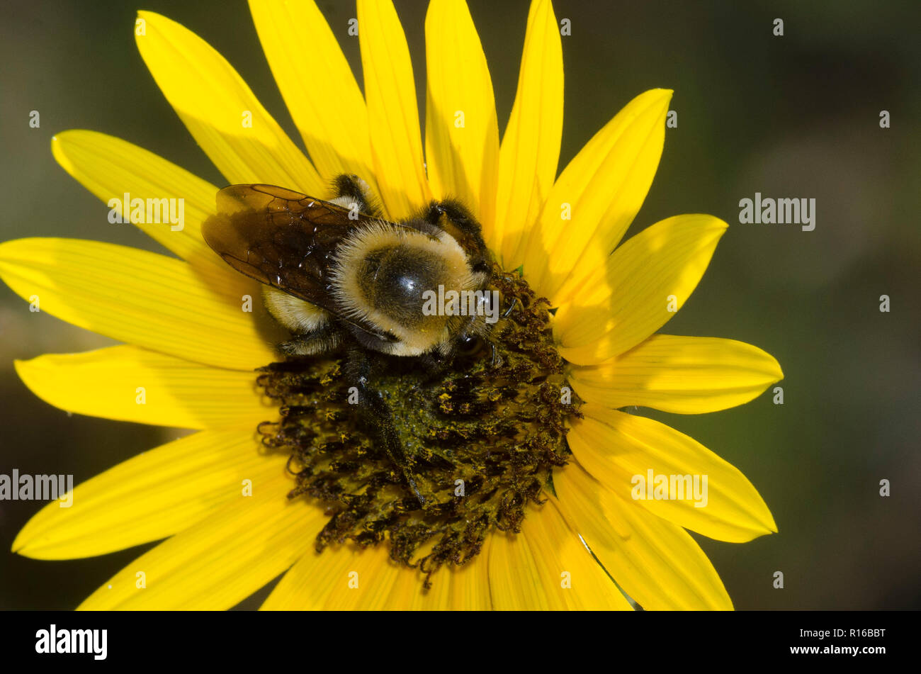 Morrison's Bumble Bee, Bombus morrisoni, on sunflower, Helianthus sp ...