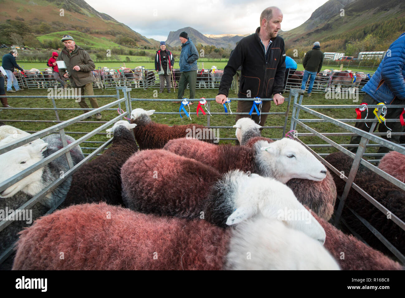 Herdwick sheep at the Buttermere Shepherds Meet, Buttermere Valley ...