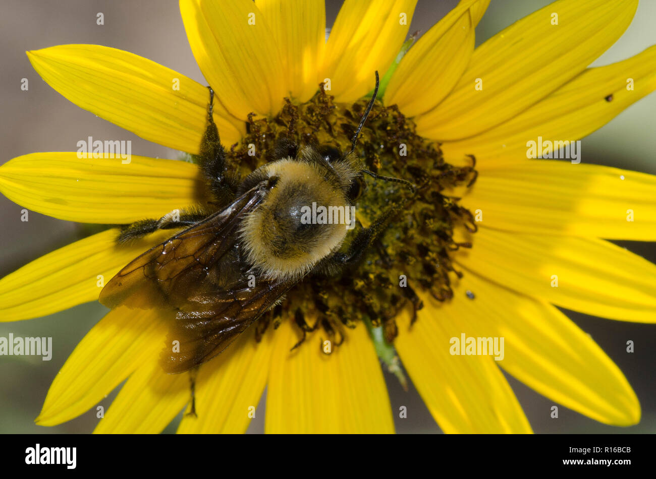 Morrisons bumble bee hi-res stock photography and images - Alamy