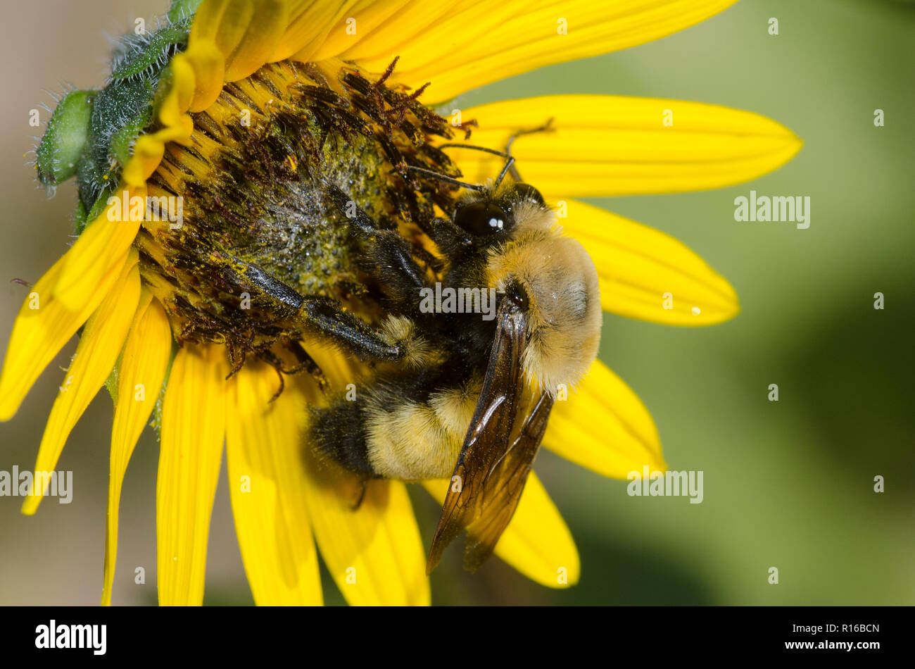 Morrison's Bumble Bee, Bombus morrisoni, on sunflower, Helianthus sp ...