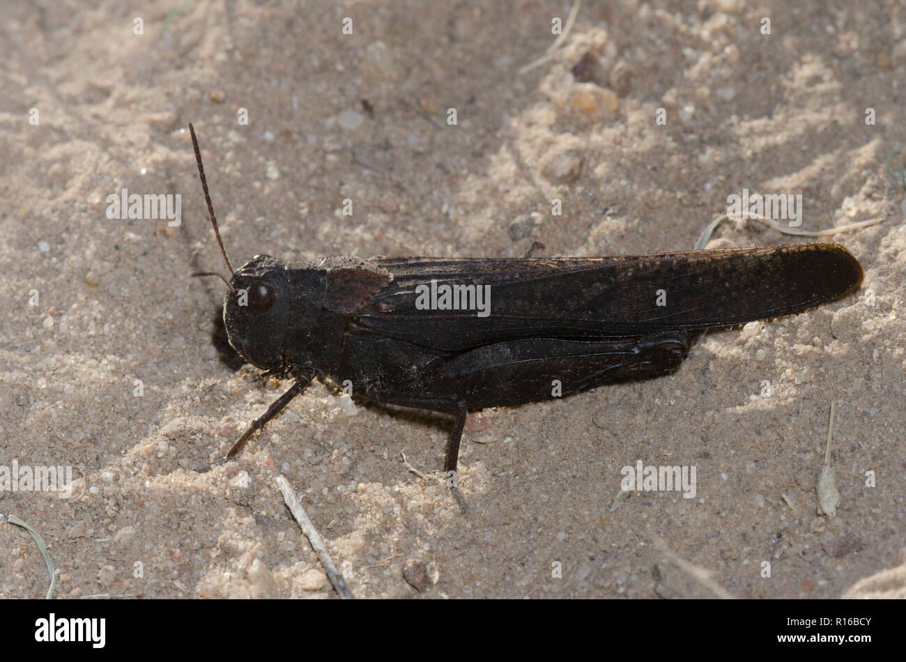 Red winged grasshopper hi-res stock photography and images - Alamy