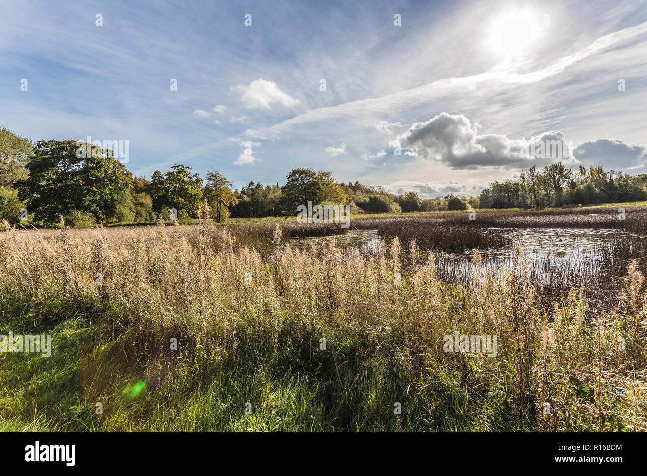 Ireland Limerick Curraghchase Forest Park Stock Photo - Alamy