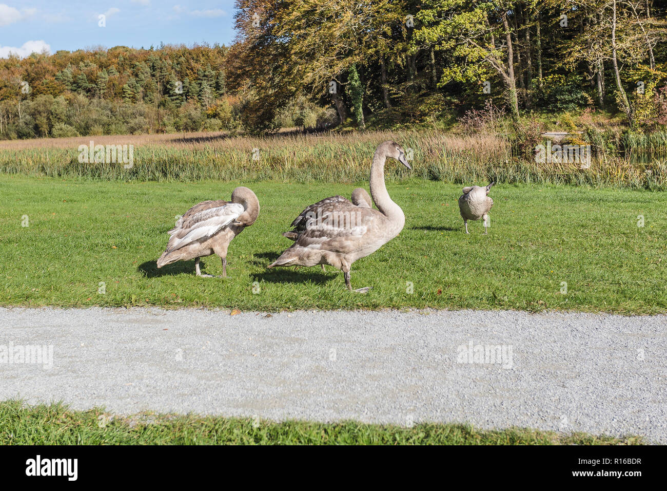 Curraghchase forest park hi-res stock photography and images - Alamy