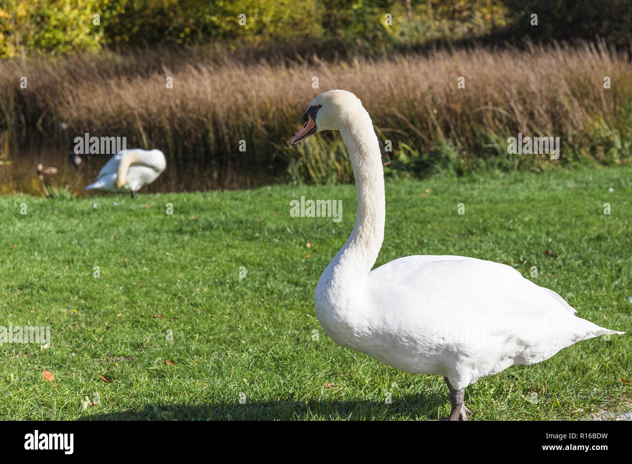 Curraghchaseforestpark hi-res stock photography and images - Alamy