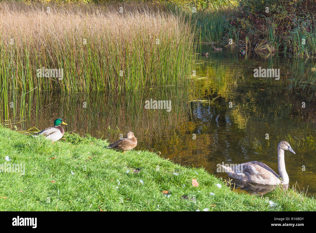 Waterreflection nature landscape hi-res stock photography and images ...