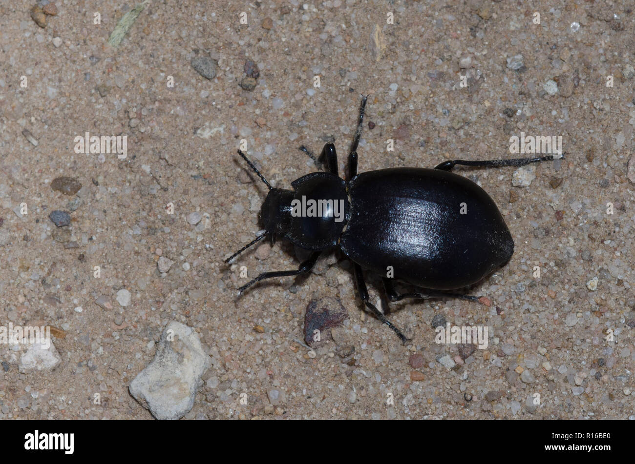 Stenomorpha sp hi-res stock photography and images - Alamy