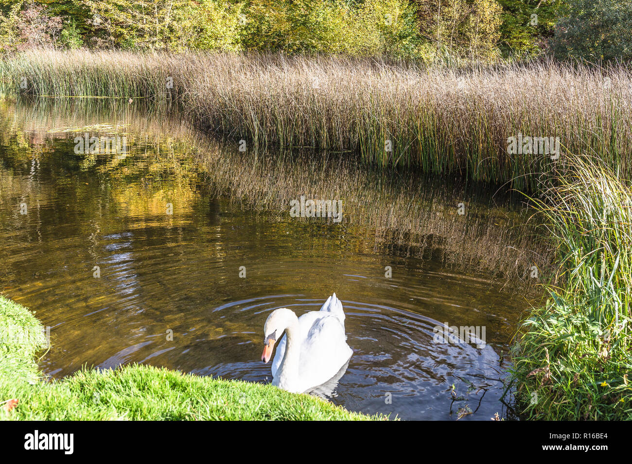 Curraghchase forest park hi-res stock photography and images - Alamy