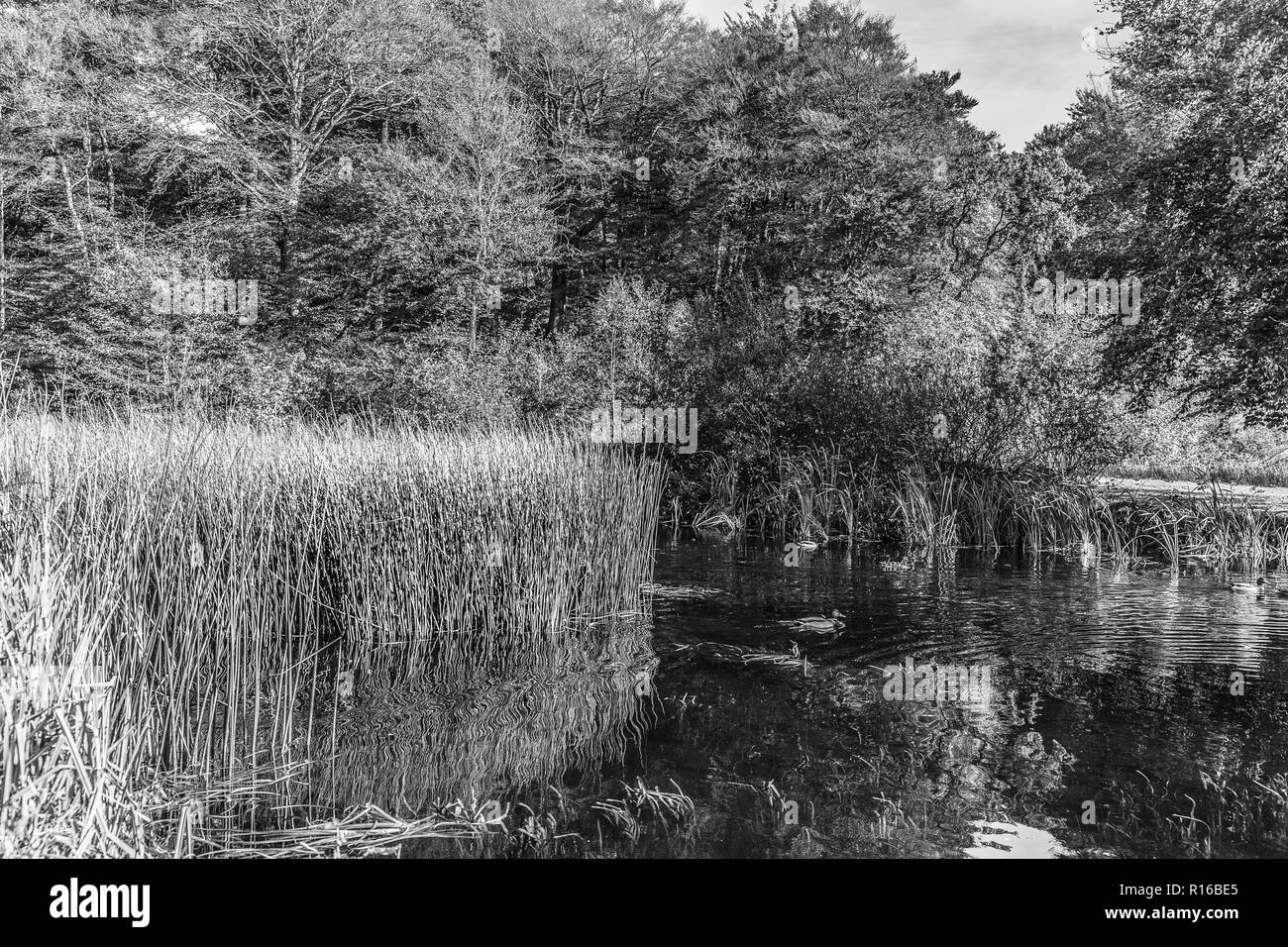 Ireland Limerick Curraghchase Forest Park Stock Photo - Alamy
