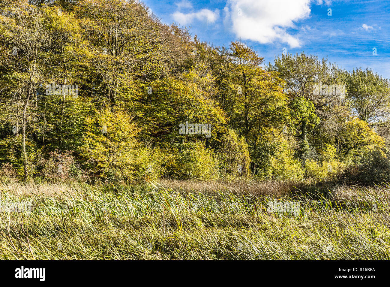 Curraghchase hi-res stock photography and images - Alamy