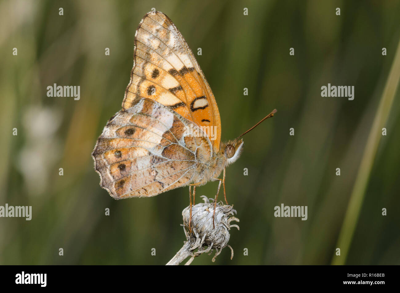 Variegated Fritillary, Euptoieta claudia Stock Photo - Alamy