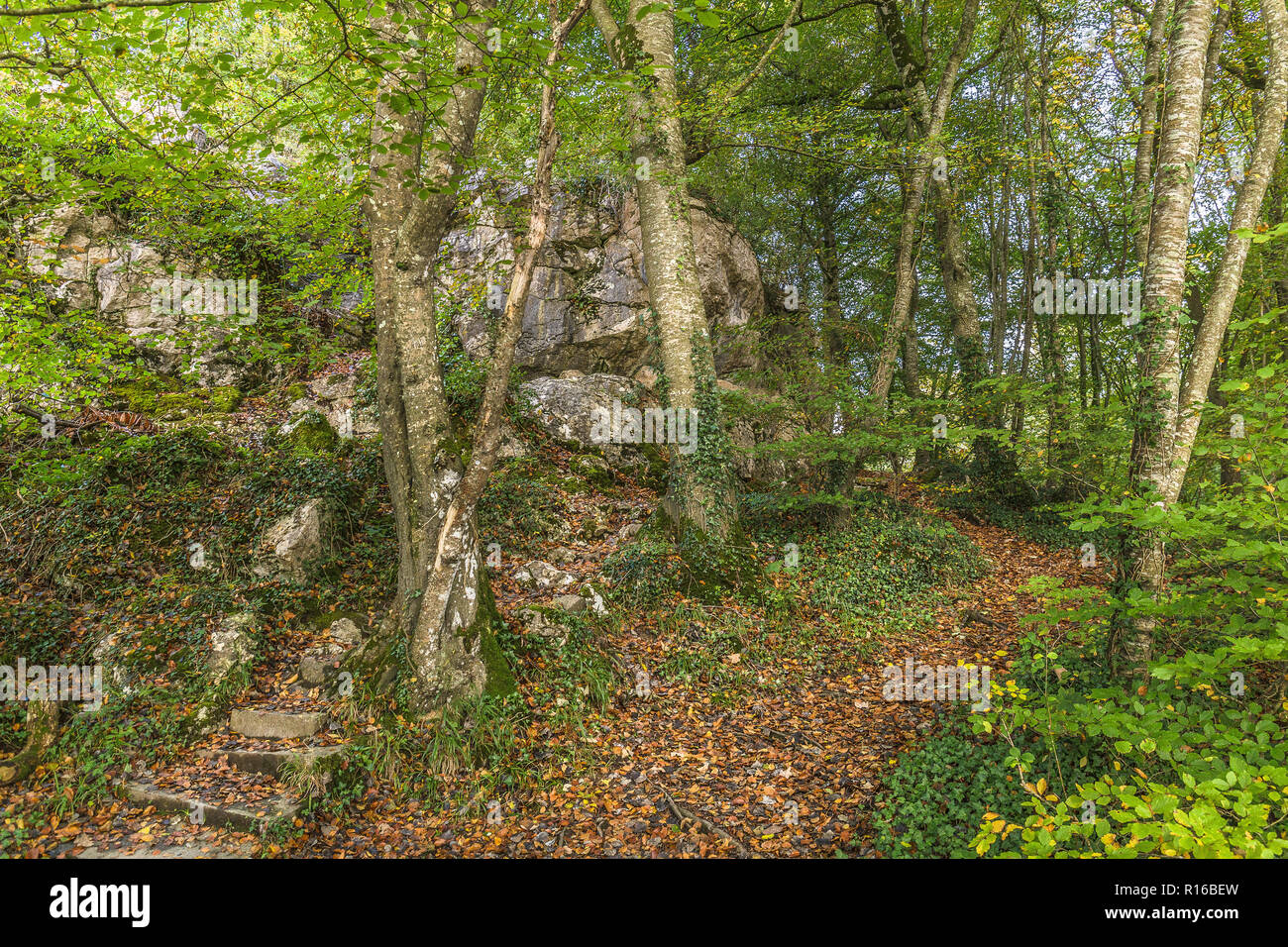 Curraghchase forest park hi-res stock photography and images - Alamy