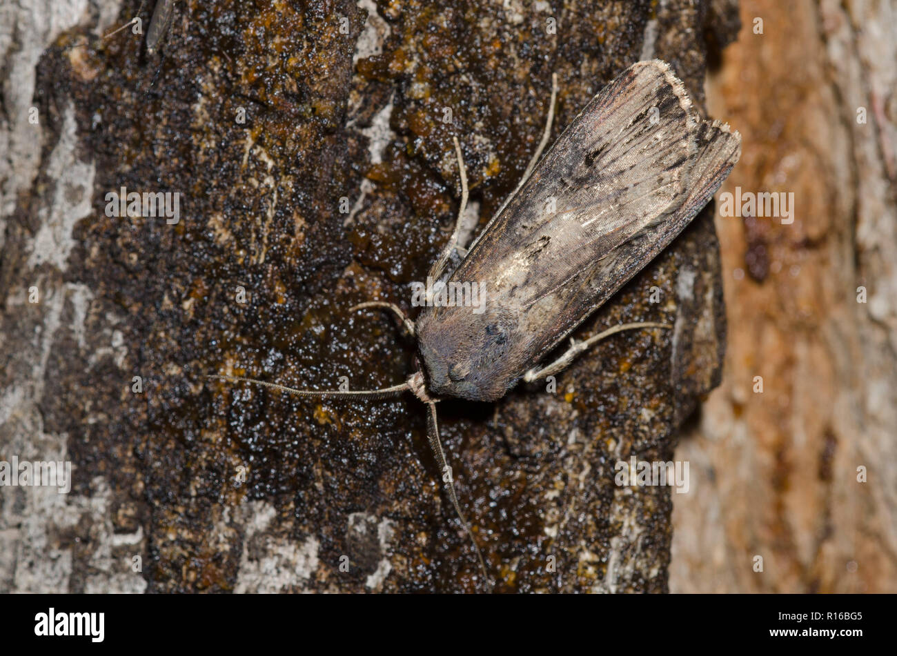 Ipsilon dart hi-res stock photography and images - Alamy