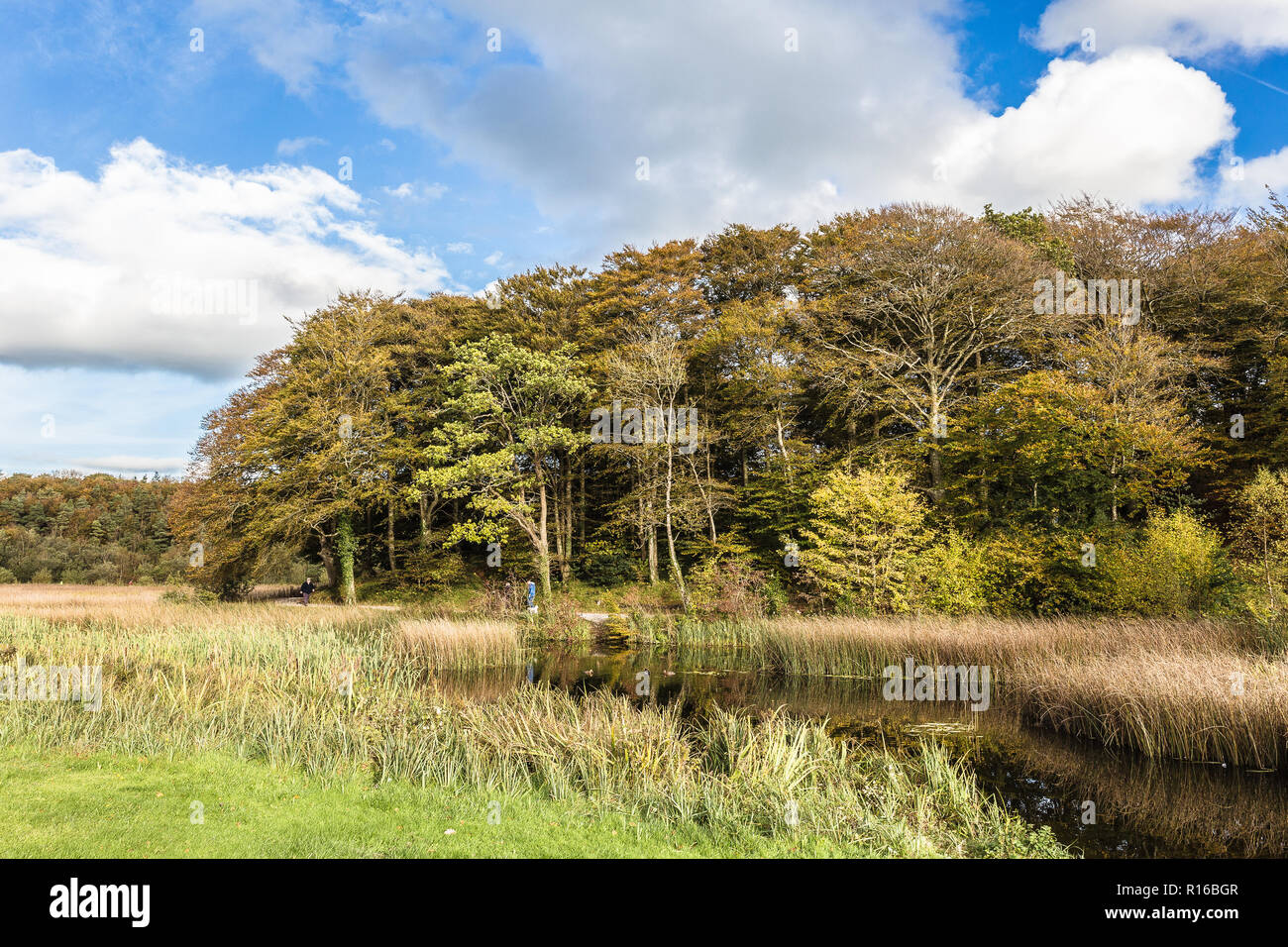 Curraghchase forest park hi-res stock photography and images - Alamy