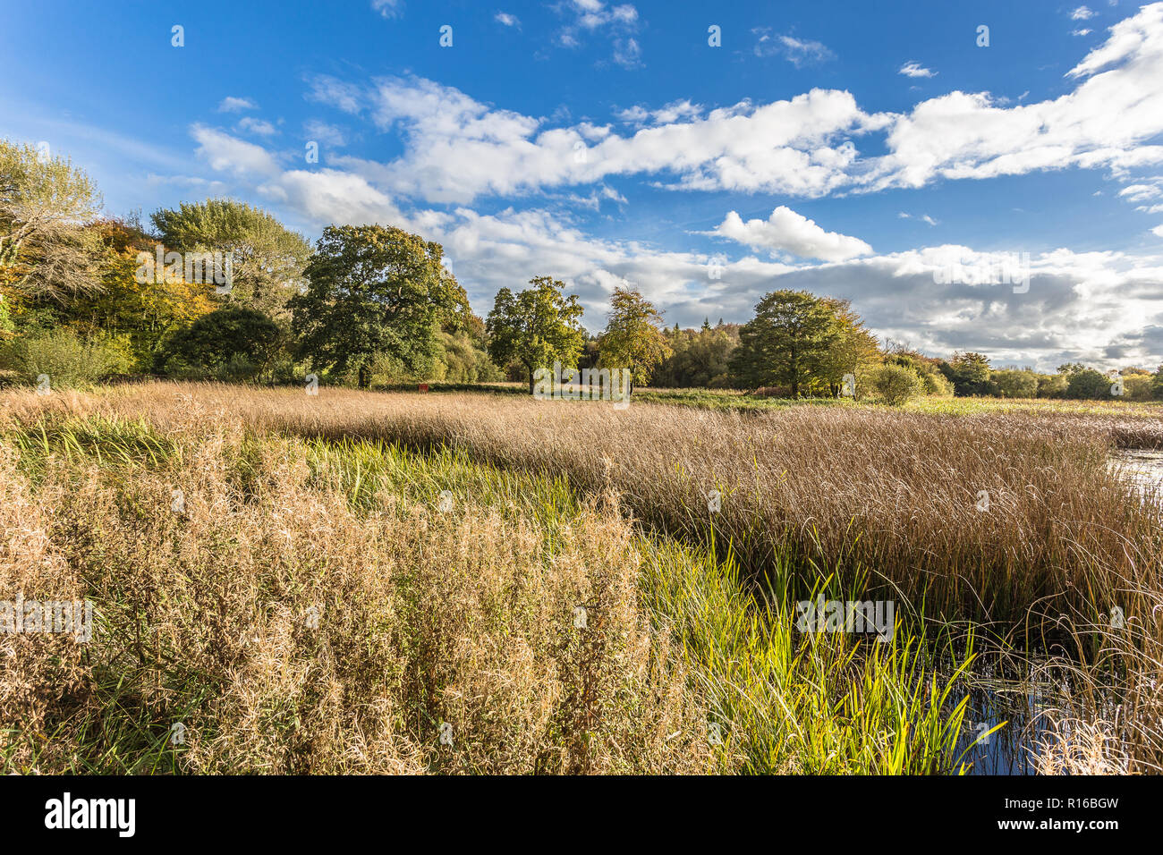 Curraghchase forest park hi-res stock photography and images - Alamy