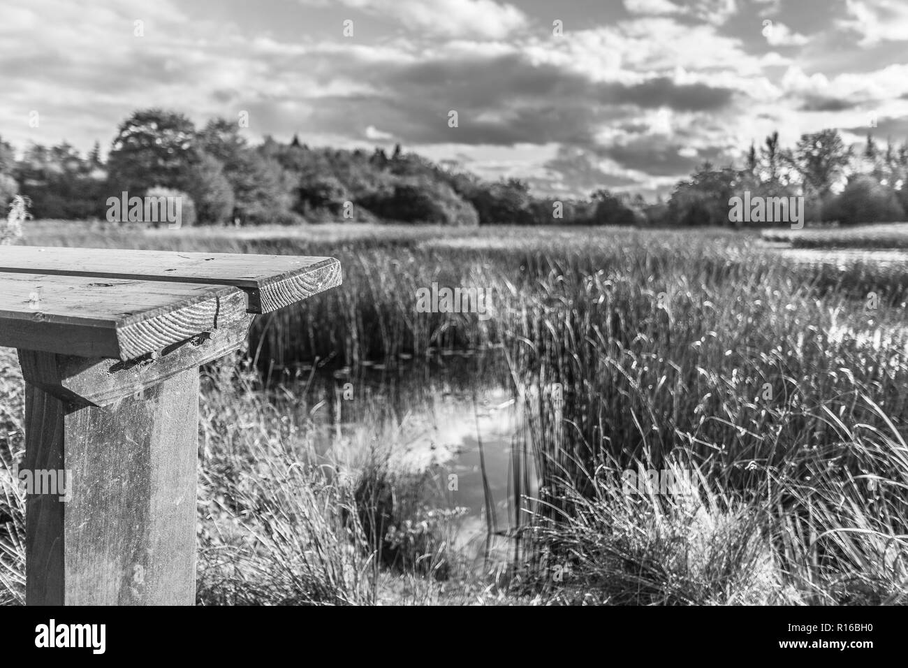 Ireland Limerick Curraghchase Forest Park Stock Photo - Alamy