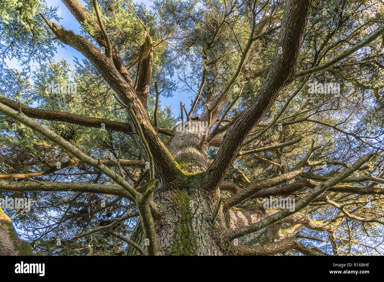 Curraghchase forest park hi-res stock photography and images - Alamy