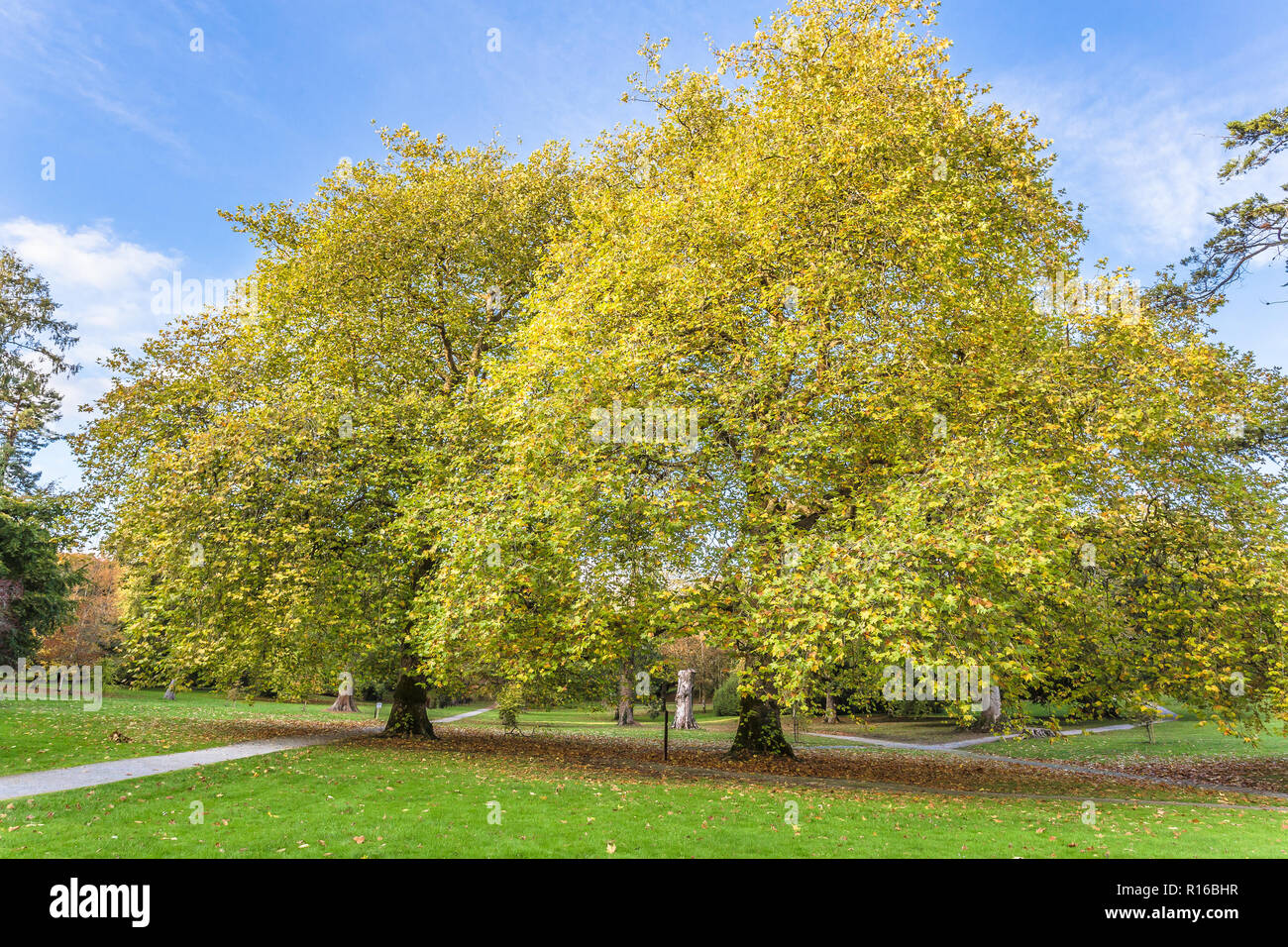 Curraghchase hi-res stock photography and images - Alamy
