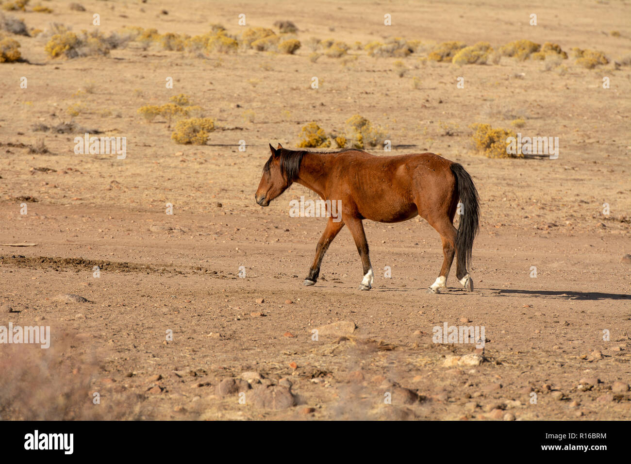 Mustang Horse Nevada High Resolution Stock Photography and Images - Alamy