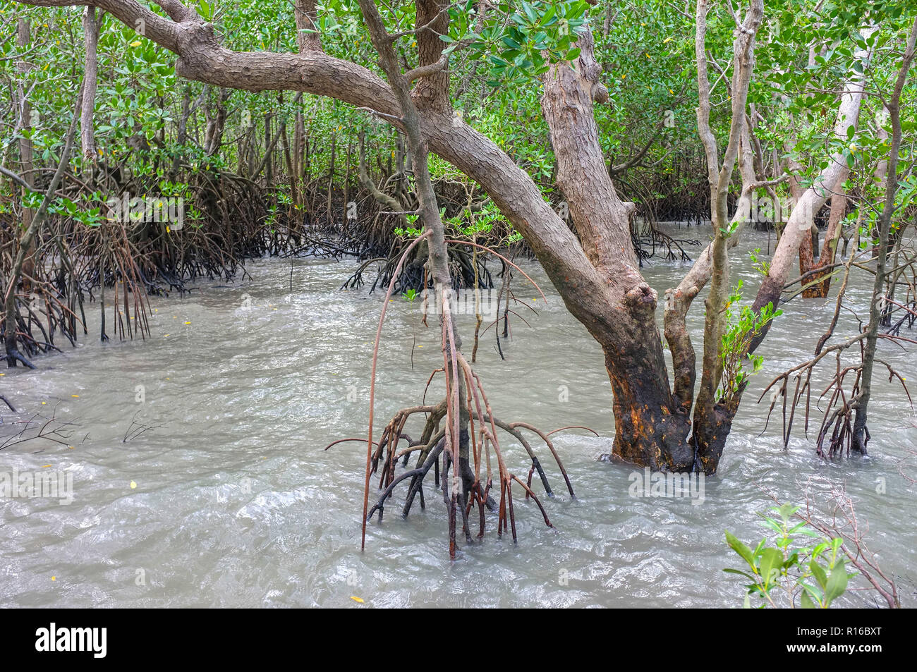 Mangroves in a rising tide Stock Photo - Alamy