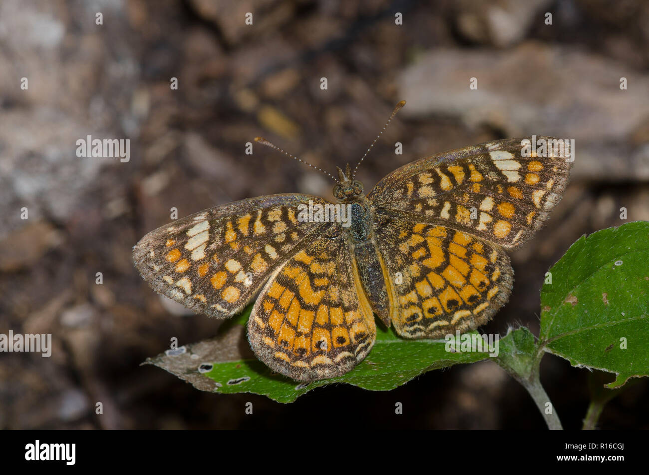 Texas crescent hi-res stock photography and images - Alamy