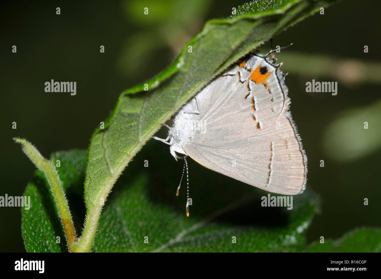 Gray Hairstreak, Strymon melinus Stock Photo - Alamy