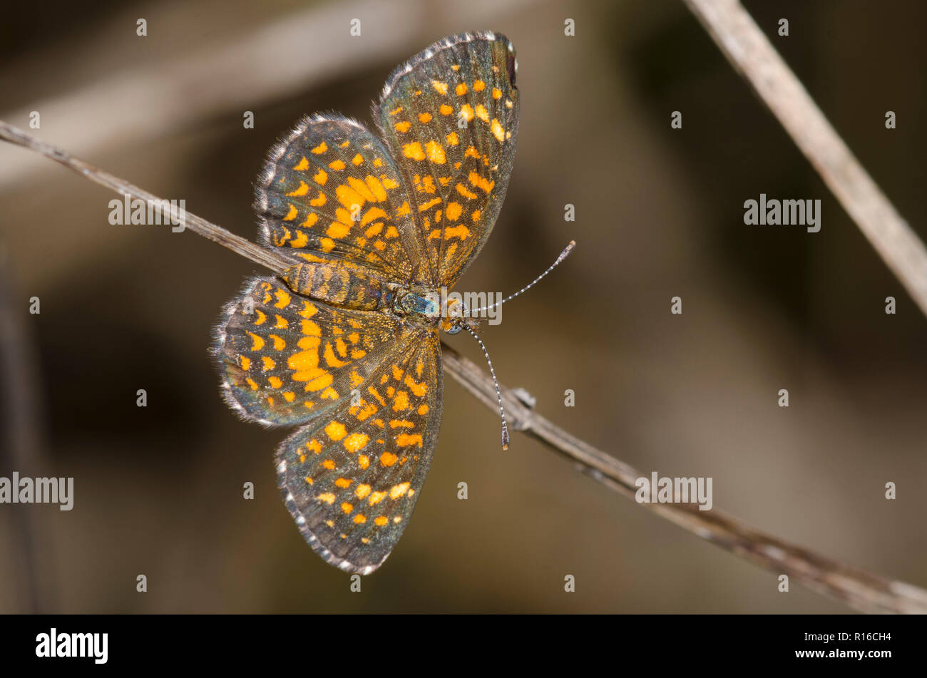 Elada Checkerspot, Microtia elada, female Stock Photo - Alamy