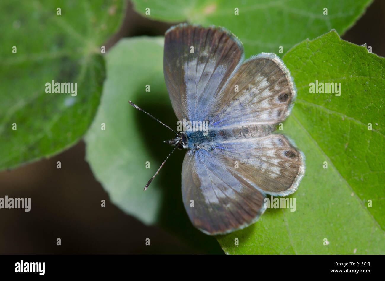 Cassius Blue, Leptotes cassius, female Stock Photo - Alamy