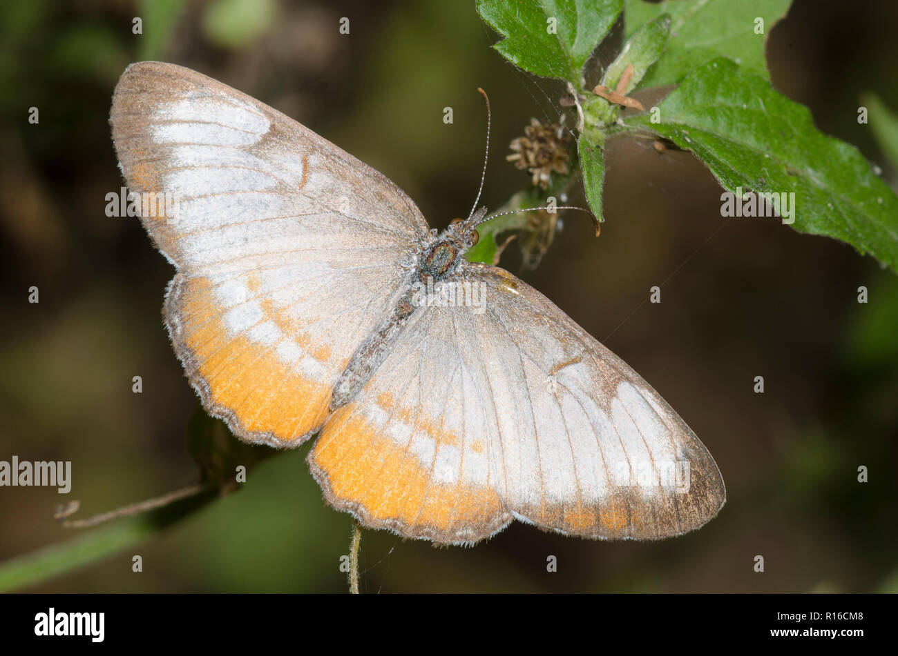Amymone hi-res stock photography and images - Alamy