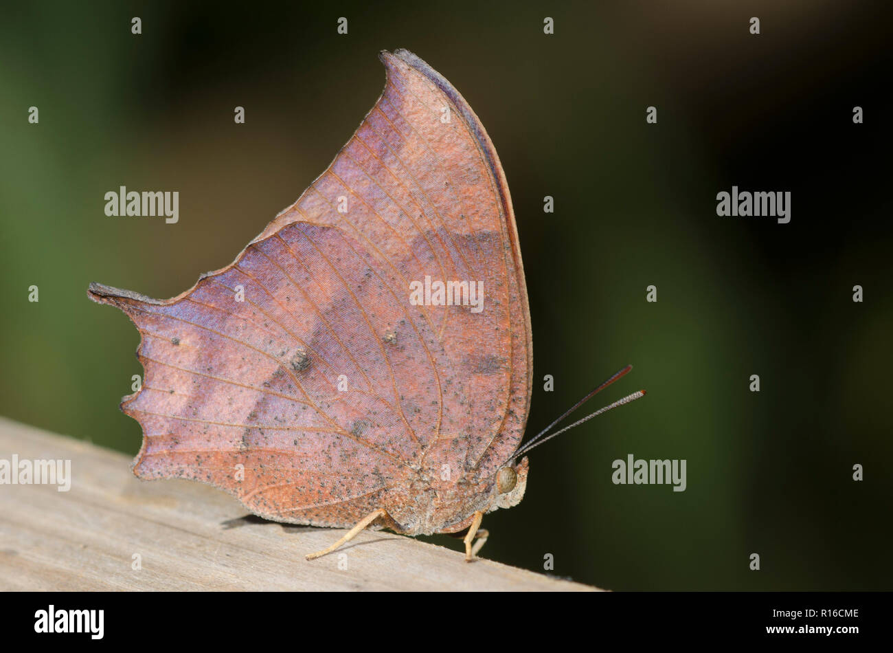 Tropical Leafwing, Anaea aidea, female Stock Photo - Alamy