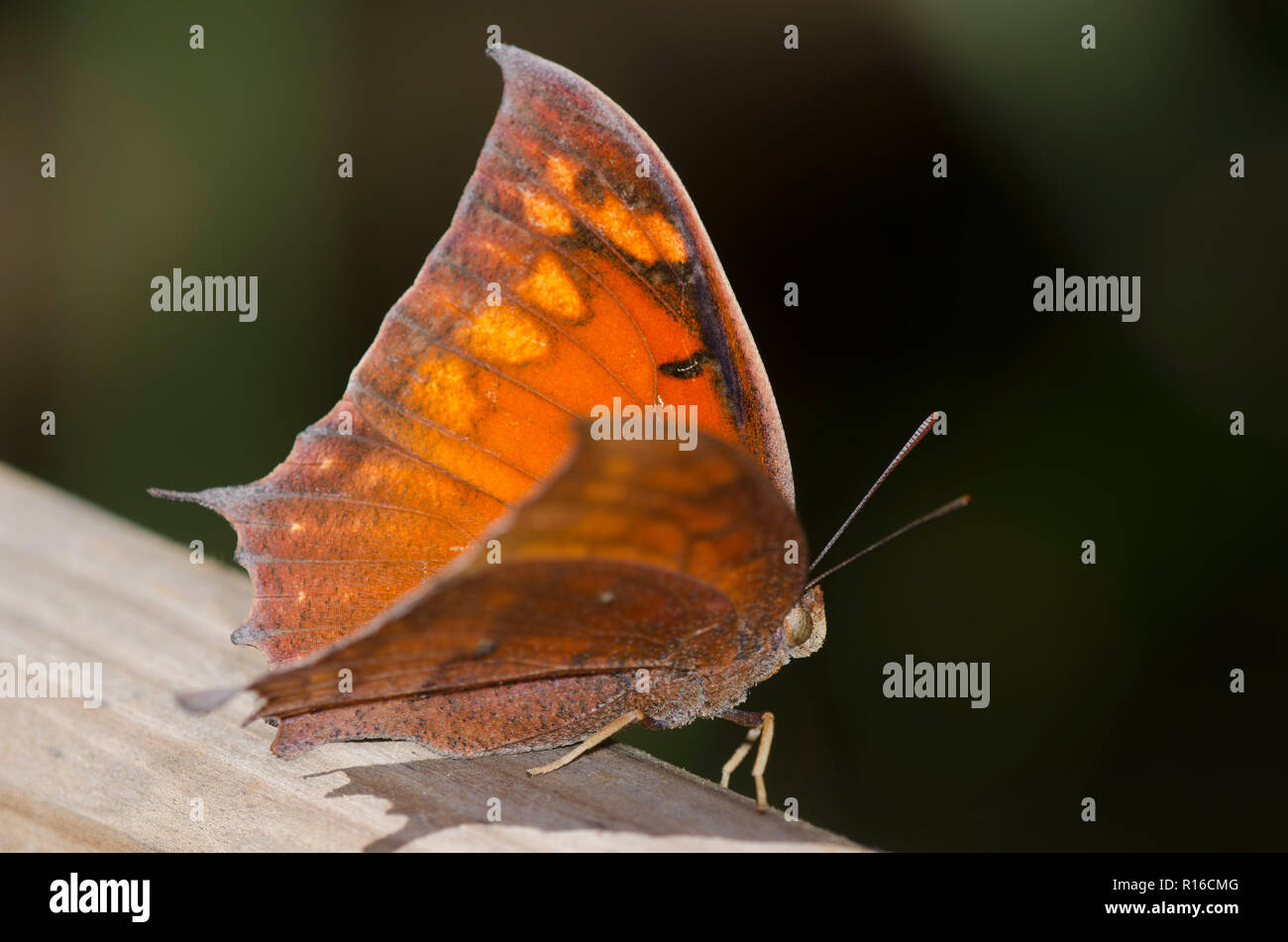 Tropical Leafwing, Anaea aidea, female Stock Photo - Alamy