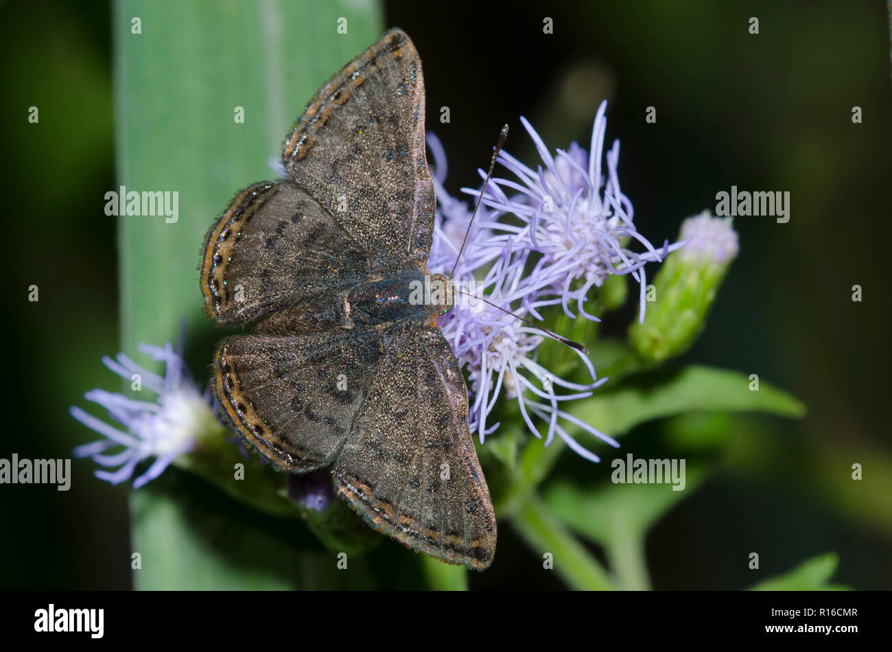 Ino flower hi-res stock photography and images - Alamy