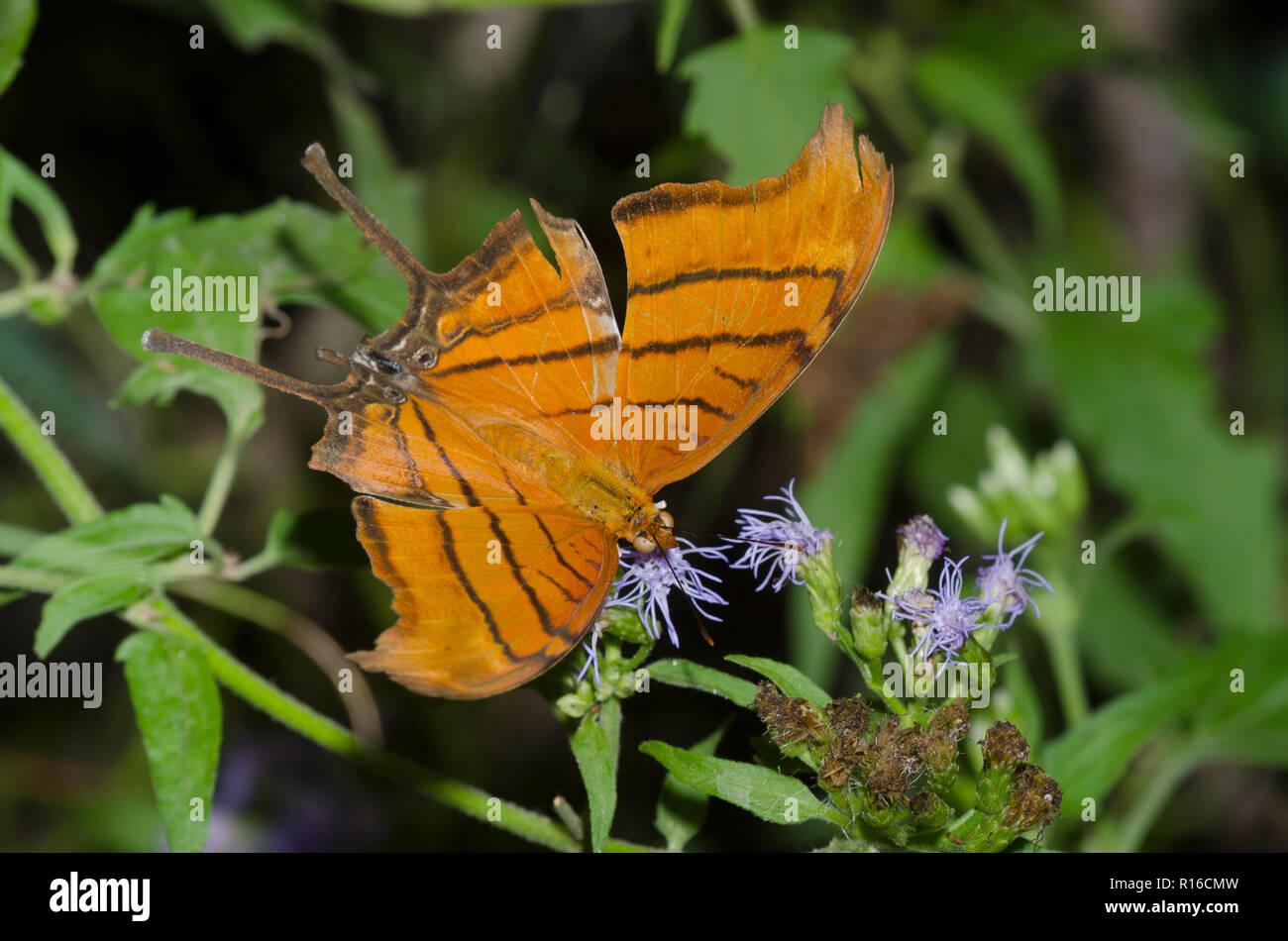 Ruddy Daggerwing, Marpesia petreus, on mist flower, Conoclinium sp ...