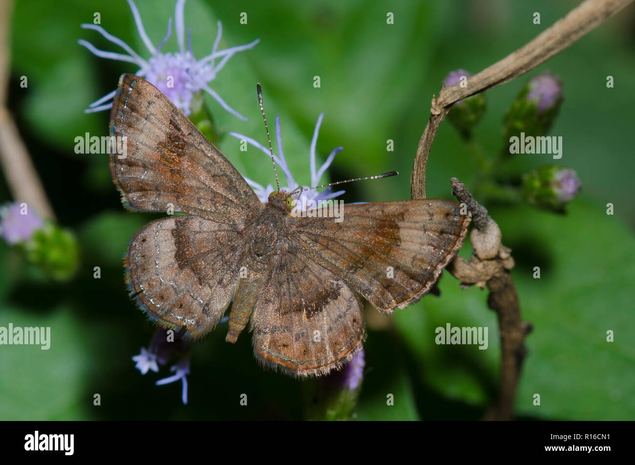Fatal Metalmark, Calephelis nemesis, male on mist flower, Conoclinium ...