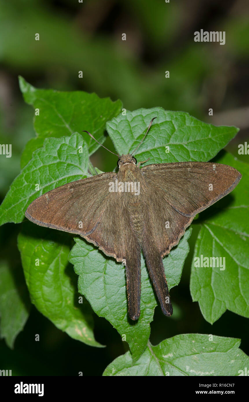 Urbanus Procne High Resolution Stock Photography and Images - Alamy