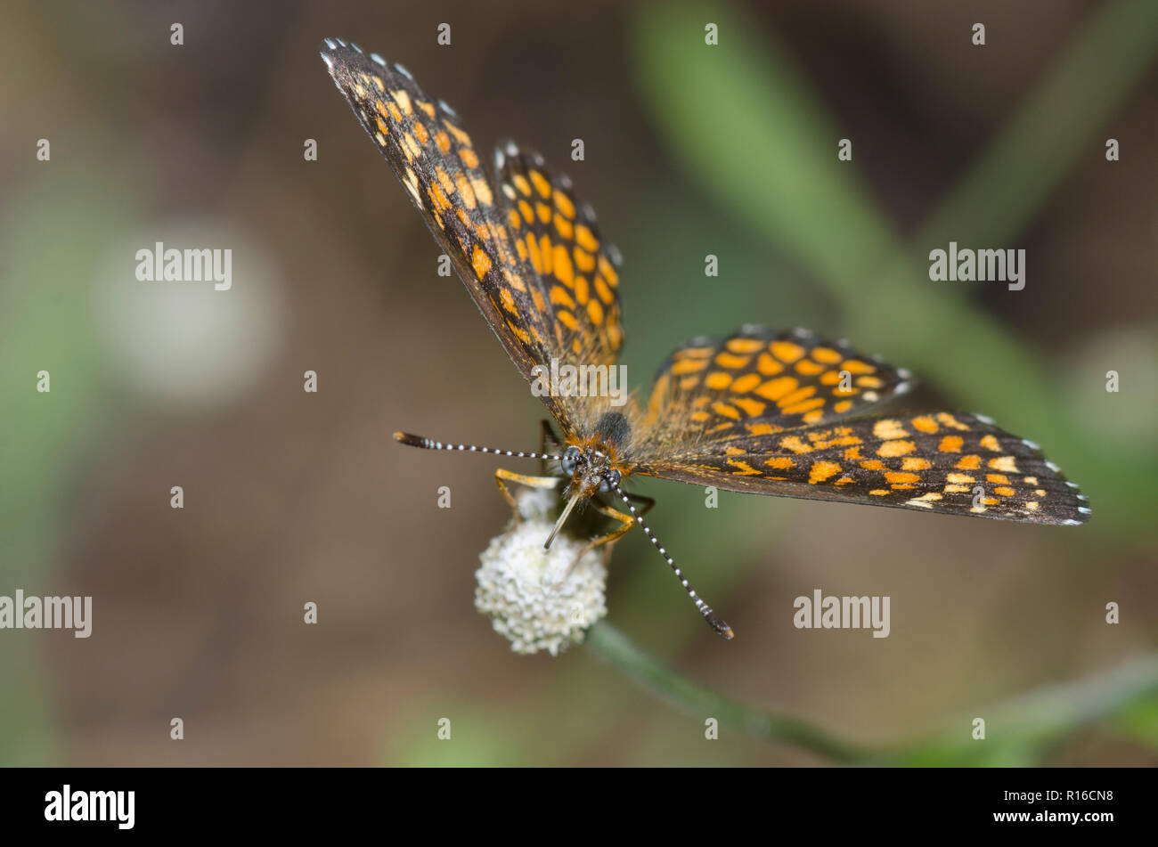 Elada Checkerspot, Microtia elada, female Stock Photo - Alamy