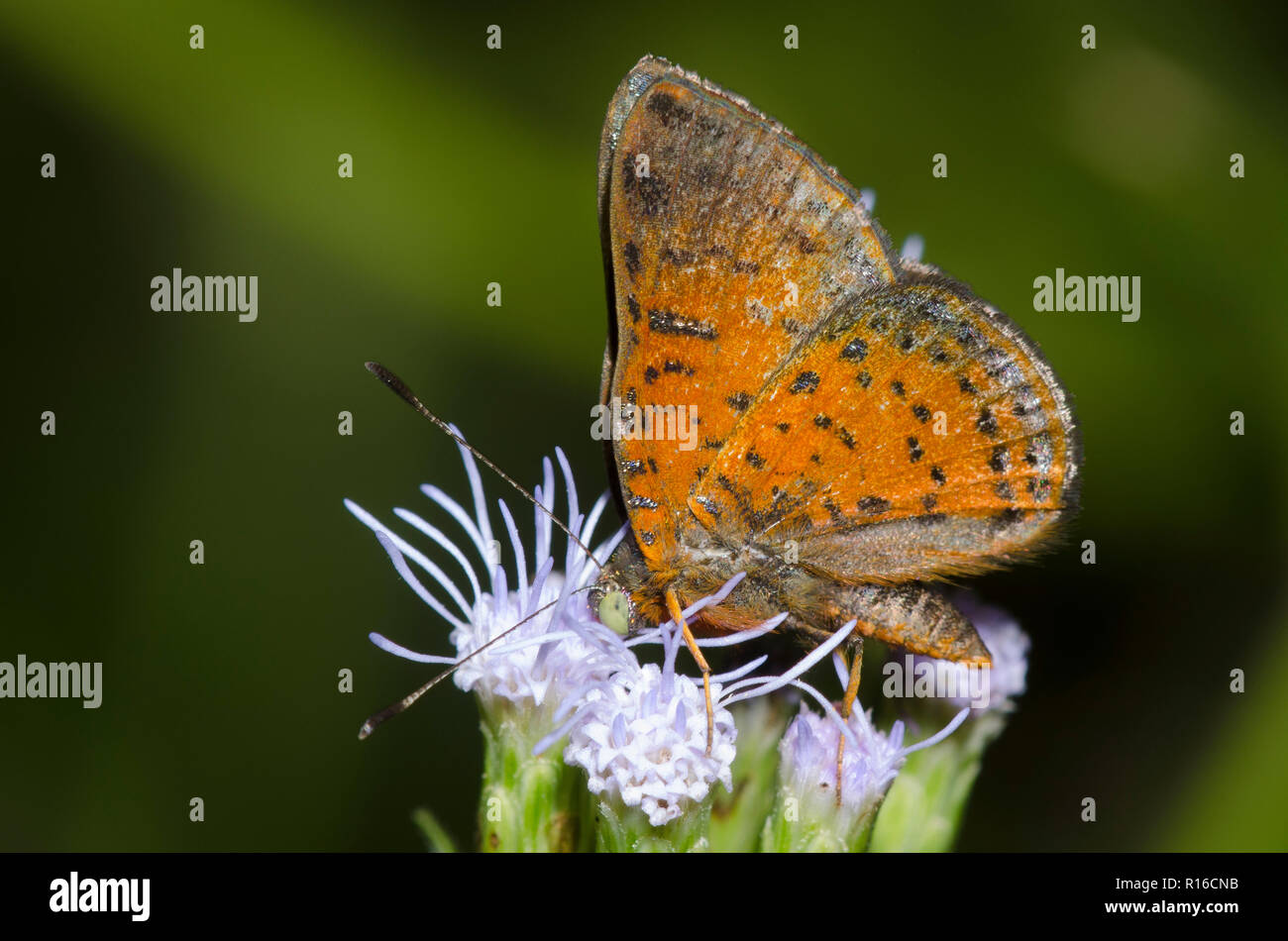 Red mist hi-res stock photography and images - Alamy